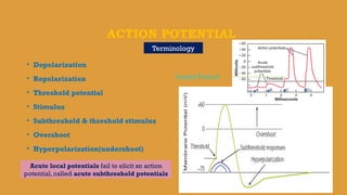 03 Action Potential & Synaptic Transmission.pptx