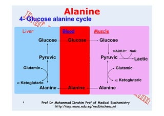 03 alanine metabolism | PDF