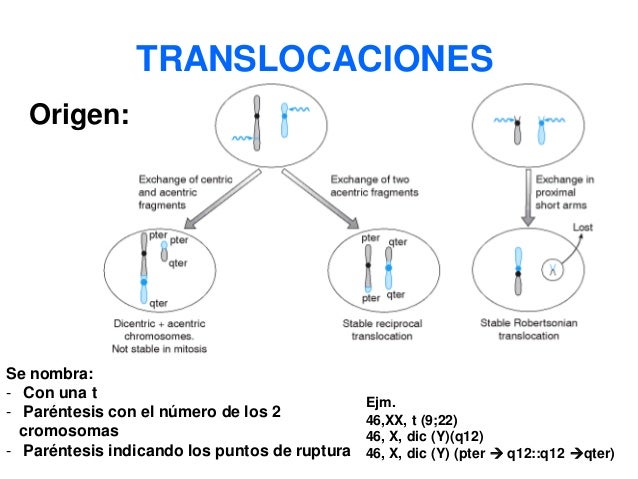 03 alteraciones cromosómicas estructurales