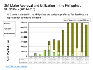 Success of GM Maize in Philippines | PPTX