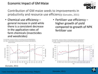 Success of GM Maize in Philippines | PPTX