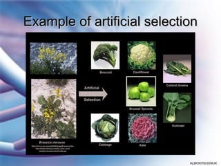Artificial Selection Examples