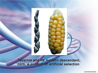 Artificial Selection Corn