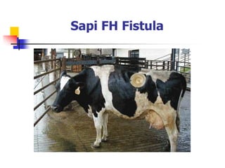 03b - PIN Pengukuran Kecernaan.ppt