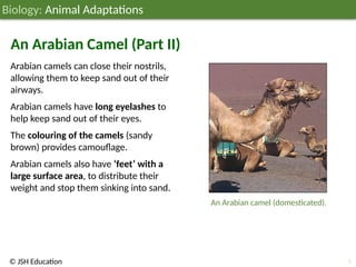 JSH03B002 Animal Adaptations; Biology Education ages 11-14 | PPTX