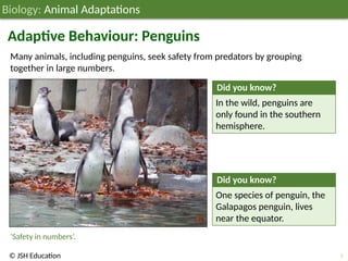 JSH03B002 Animal Adaptations; Biology Education ages 11-14 | PPTX