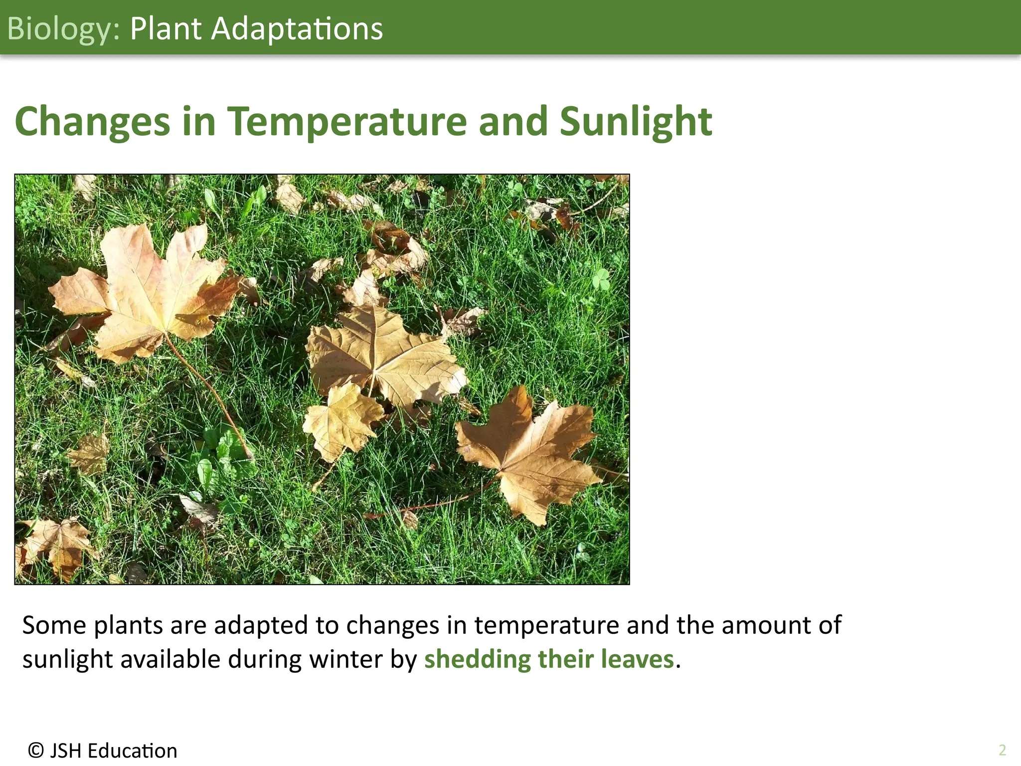 JSH03B003 Plant Adaptations; Biology Education ages 11-14 | PPTX