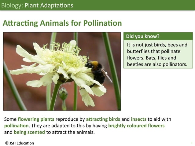 JSH03B003 Plant Adaptations; Biology Education ages 11-14 | PPTX