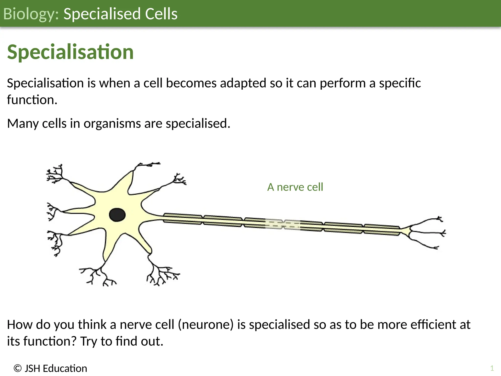 JSH03B008 Specialisd Cells; Biology Education ages 11-14 | PPTX