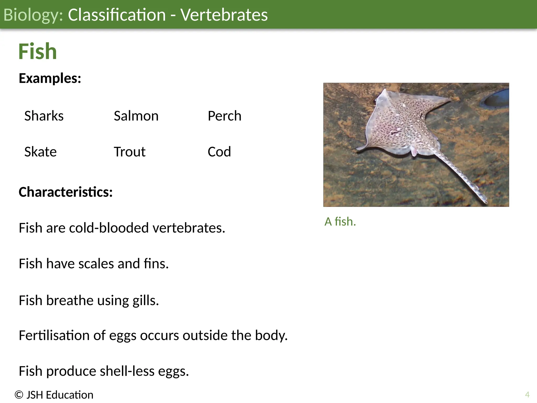 JSH03B012 Classification - Vertebrates; Biology Education ages 11-14 | PPTX