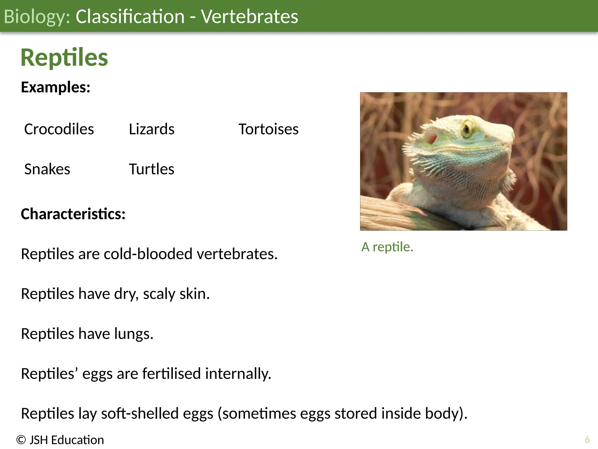 JSH03B012 Classification - Vertebrates; Biology Education ages 11-14 | PPTX