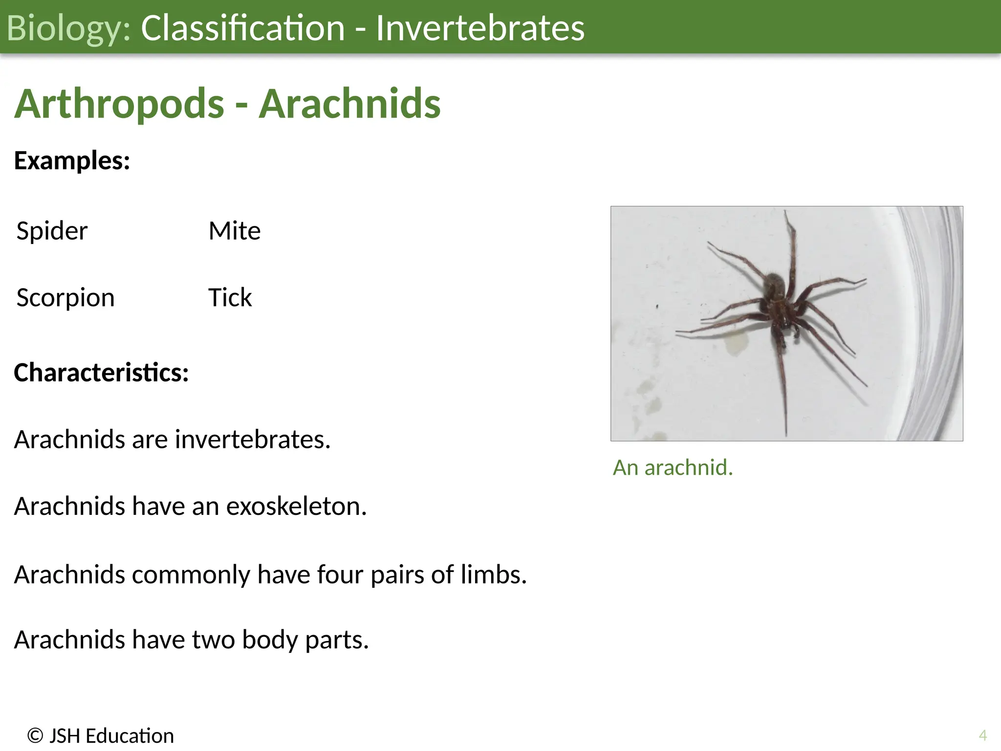JSH03B013 Classification - Invertebrates; Biology Education ages 11-14 ...
