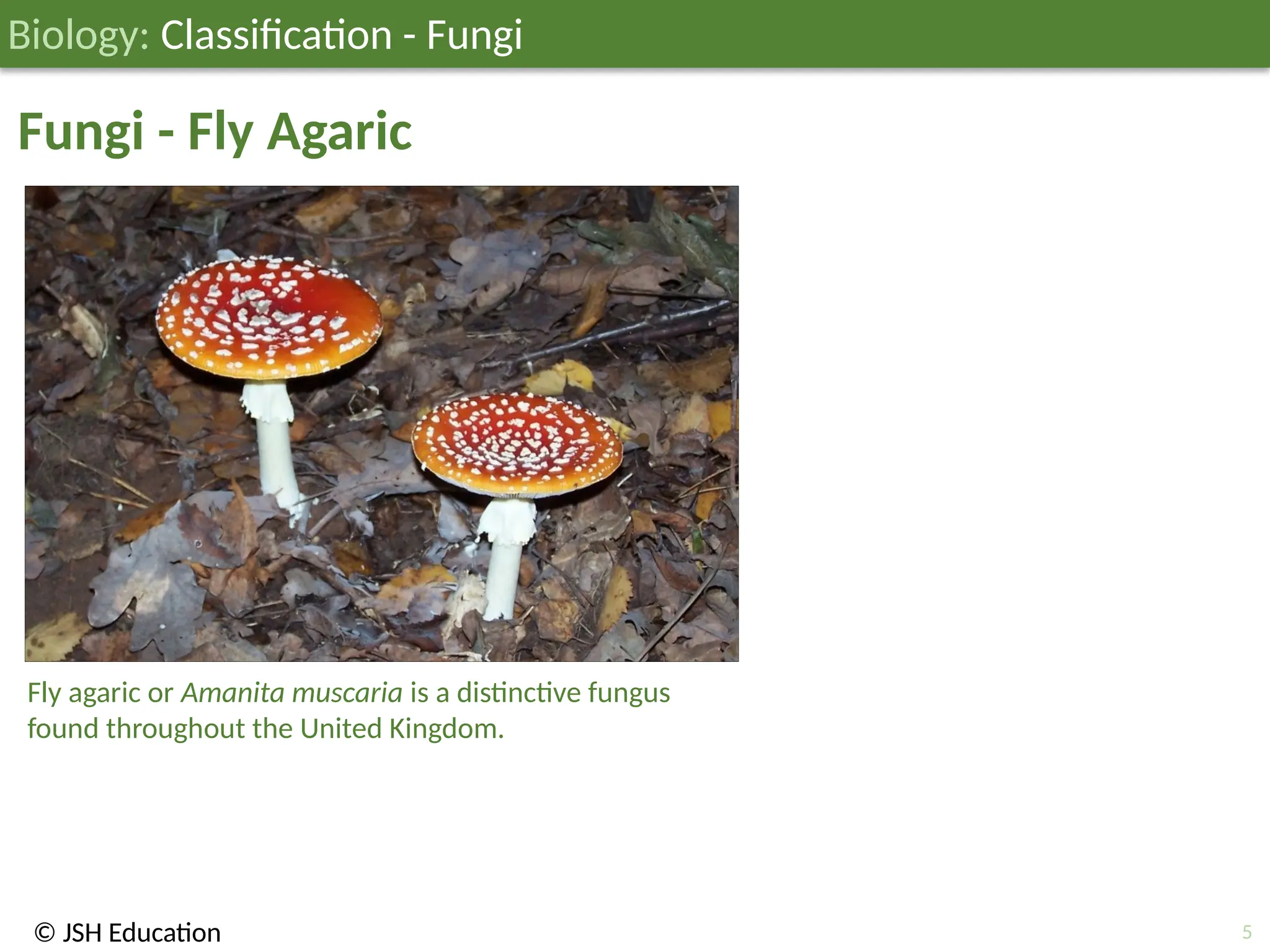 JSH03B014 Classification - Fungi; Biology Education ages 11-14 | PPTX