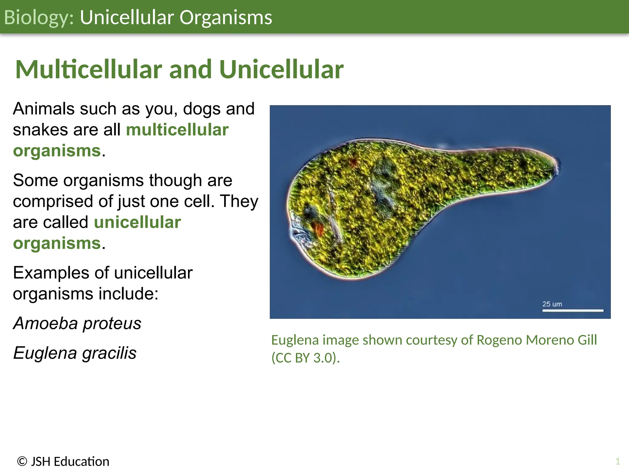 JSH03B017 Unicellular Organisms; Biology Education ages 11-14 | PPTX