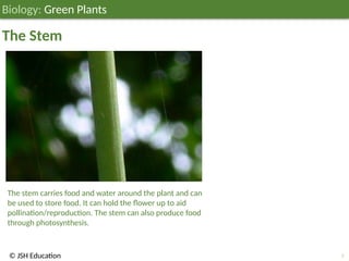 JSH03B046 Green Plants; Biology Education ages 11-14 | PPTX