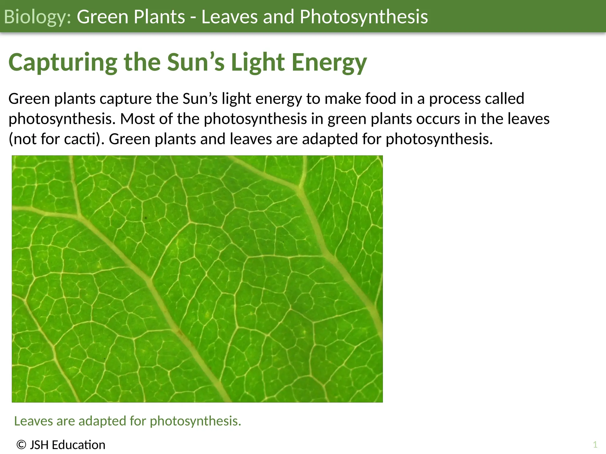 JSH03B047 Green Plants - Leaves and Photosynthesis; Biology Education ...
