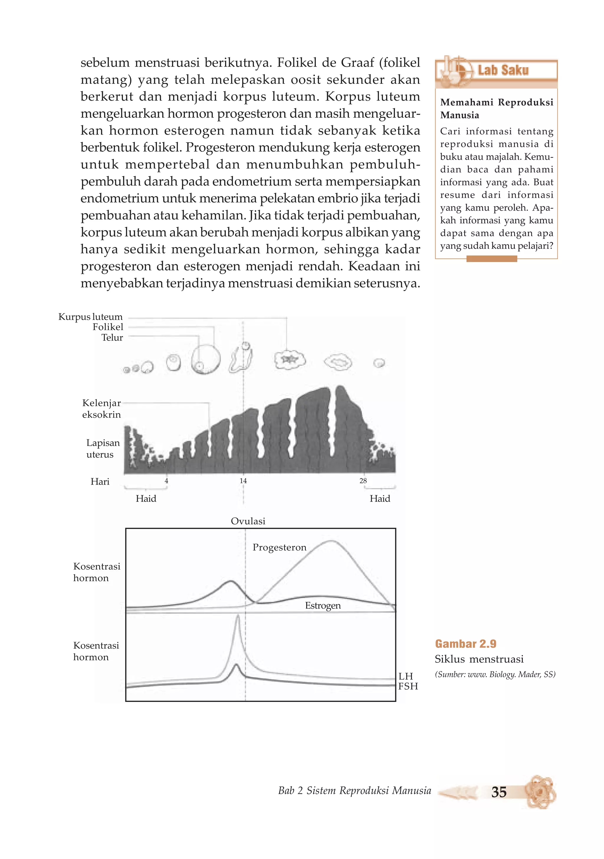 Reproduksi Manusia | PDF