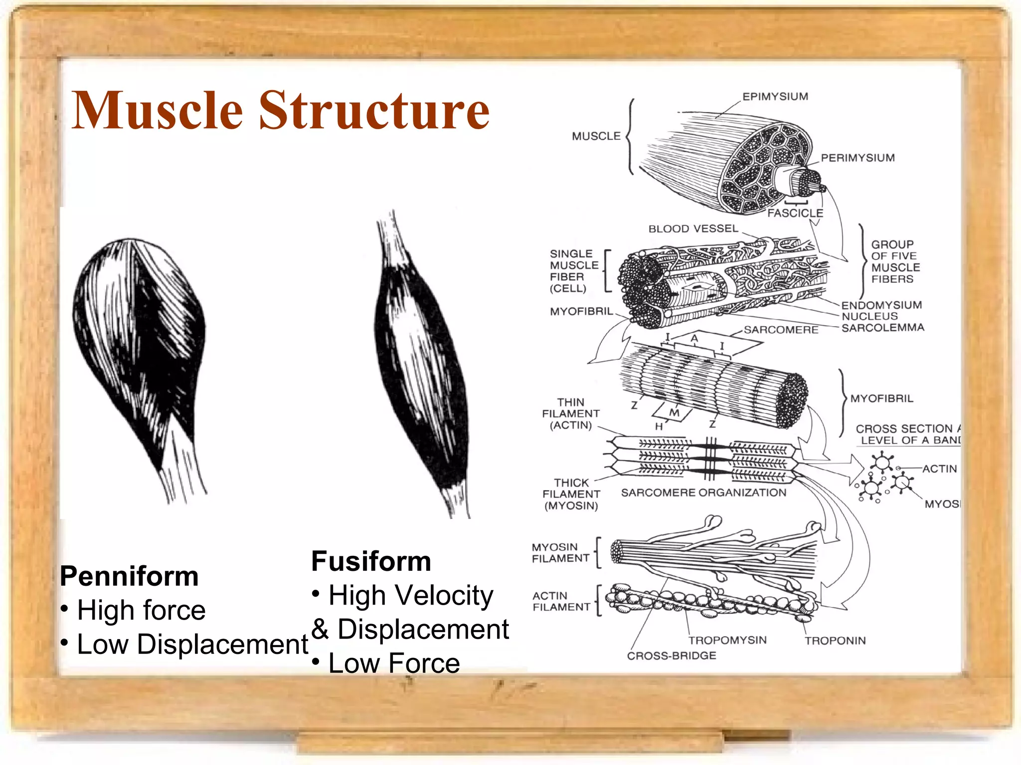 03 biomekanika | PPT