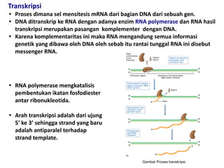 03_BiotekS1-Dogma Central Biologi.pptx.pdf