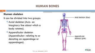 03 BONES_18.pptx in Anatomy and physiology | PPTX