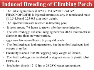 Breeding,seed production and seed rearing of climbing perch | PPTX