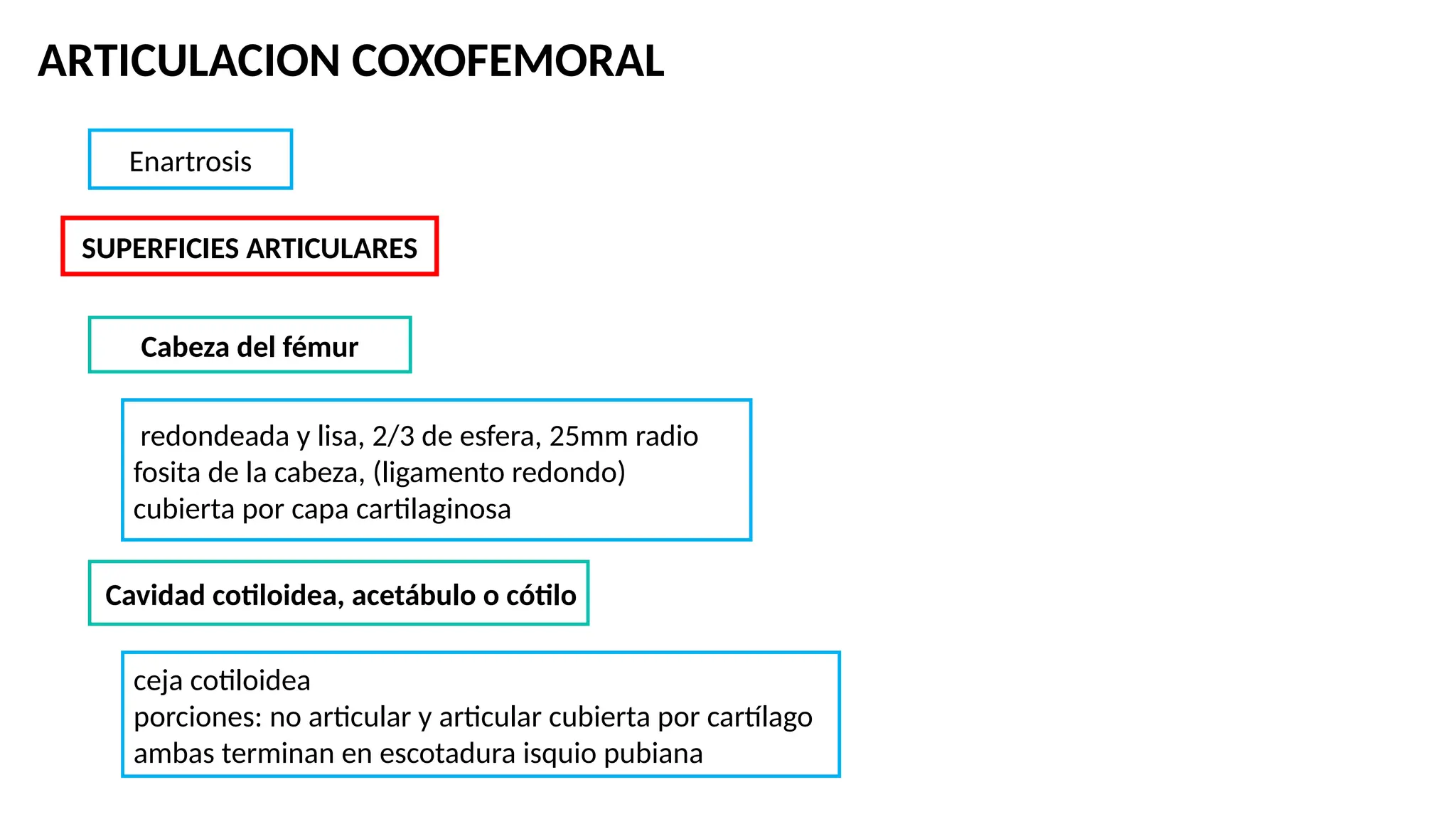 ARTICULACIONES DE LA CADERA (MIEMBRO INFERIOR) | PPTX