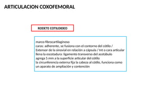 ARTICULACIONES DE LA CADERA (MIEMBRO INFERIOR) | PPTX