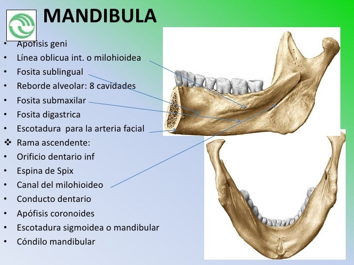03 cara osea y regiones comunes patrinos