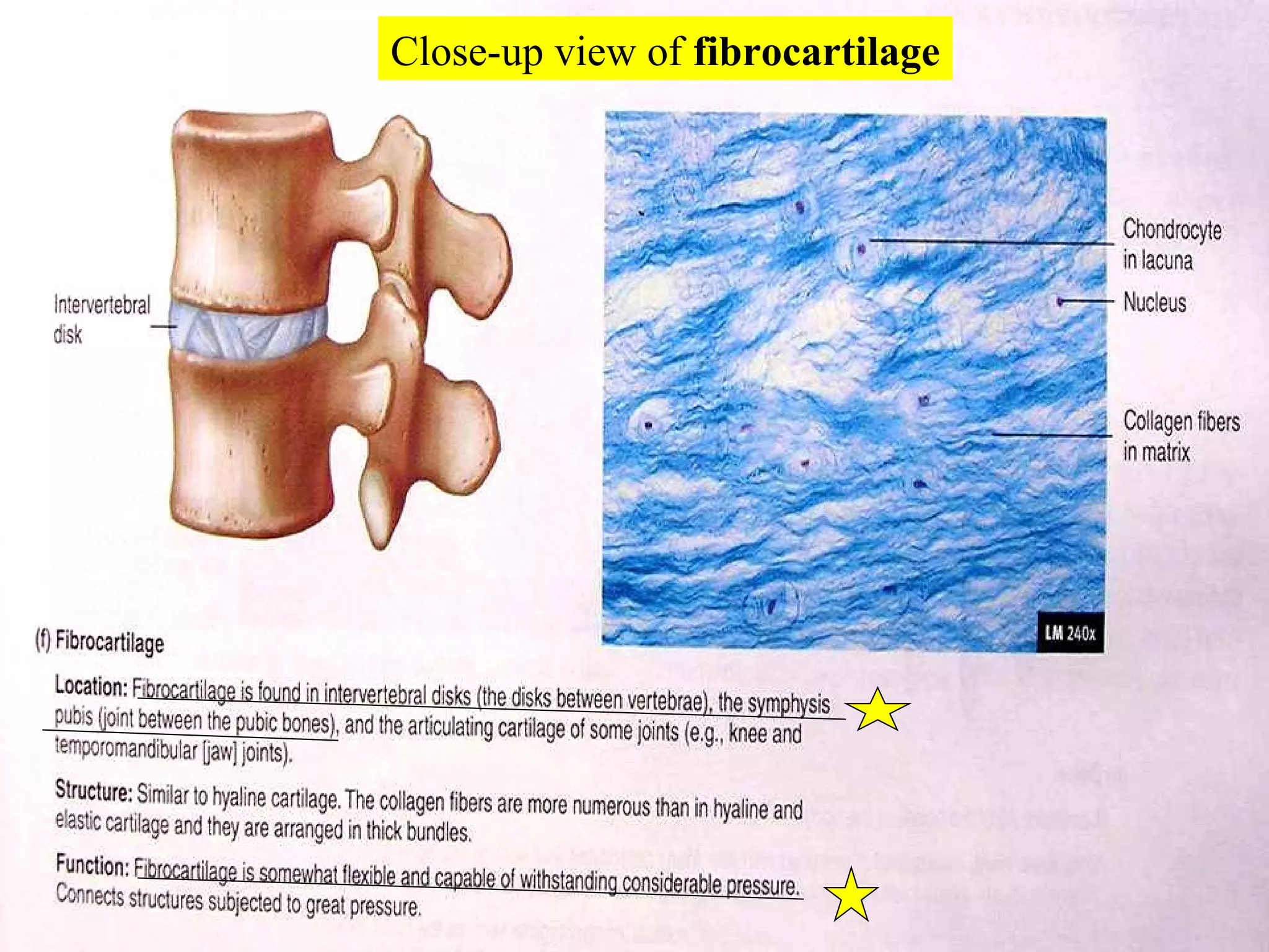 03 Cartilage And Bone Connective Tissue | PPT
