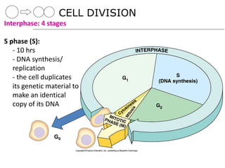 Interphase Stages With G0