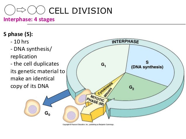 03 cell division