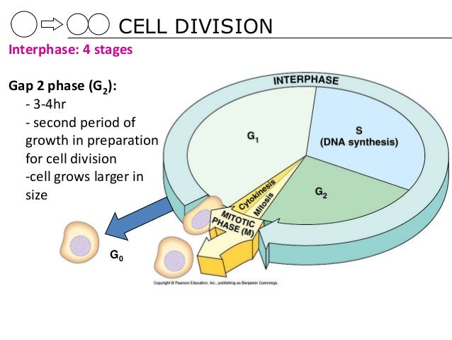 03 cell division