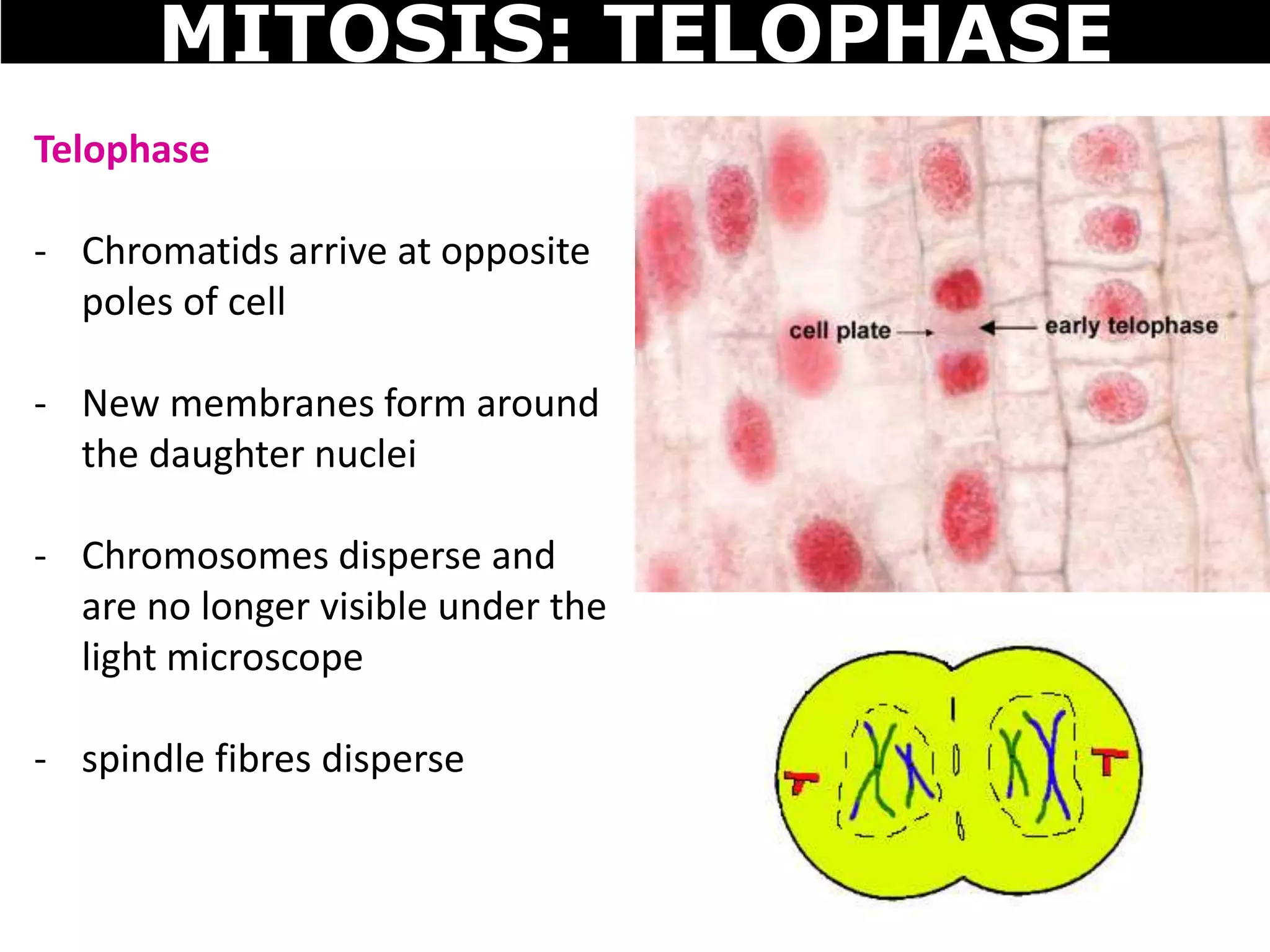 03 Diffusion, osmosis, and cell division | PPTX