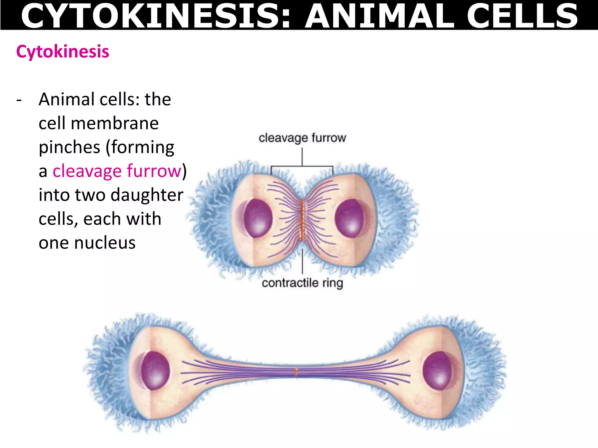 03 Diffusion, osmosis, and cell division | PPTX