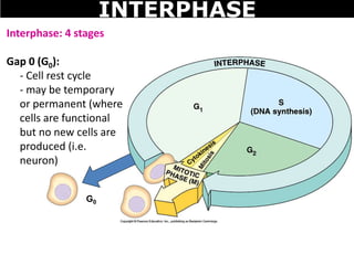 03 Diffusion, osmosis, and cell division | PPTX