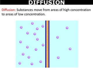 03 Diffusion, osmosis, and cell division | PPTX