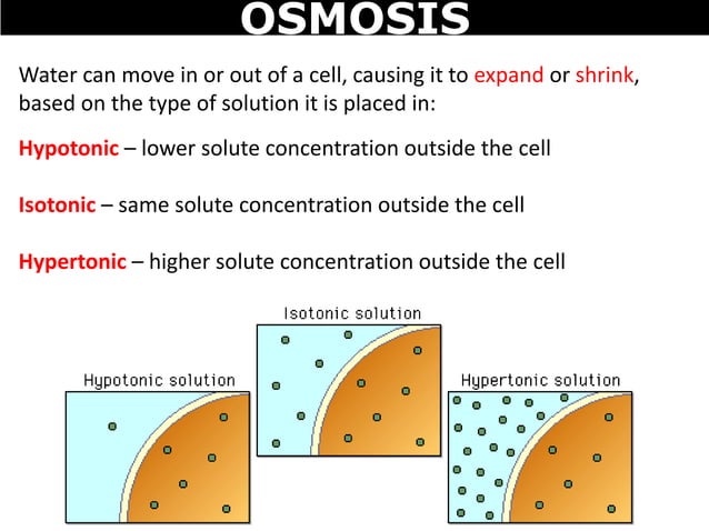 03 Diffusion, osmosis, and cell division