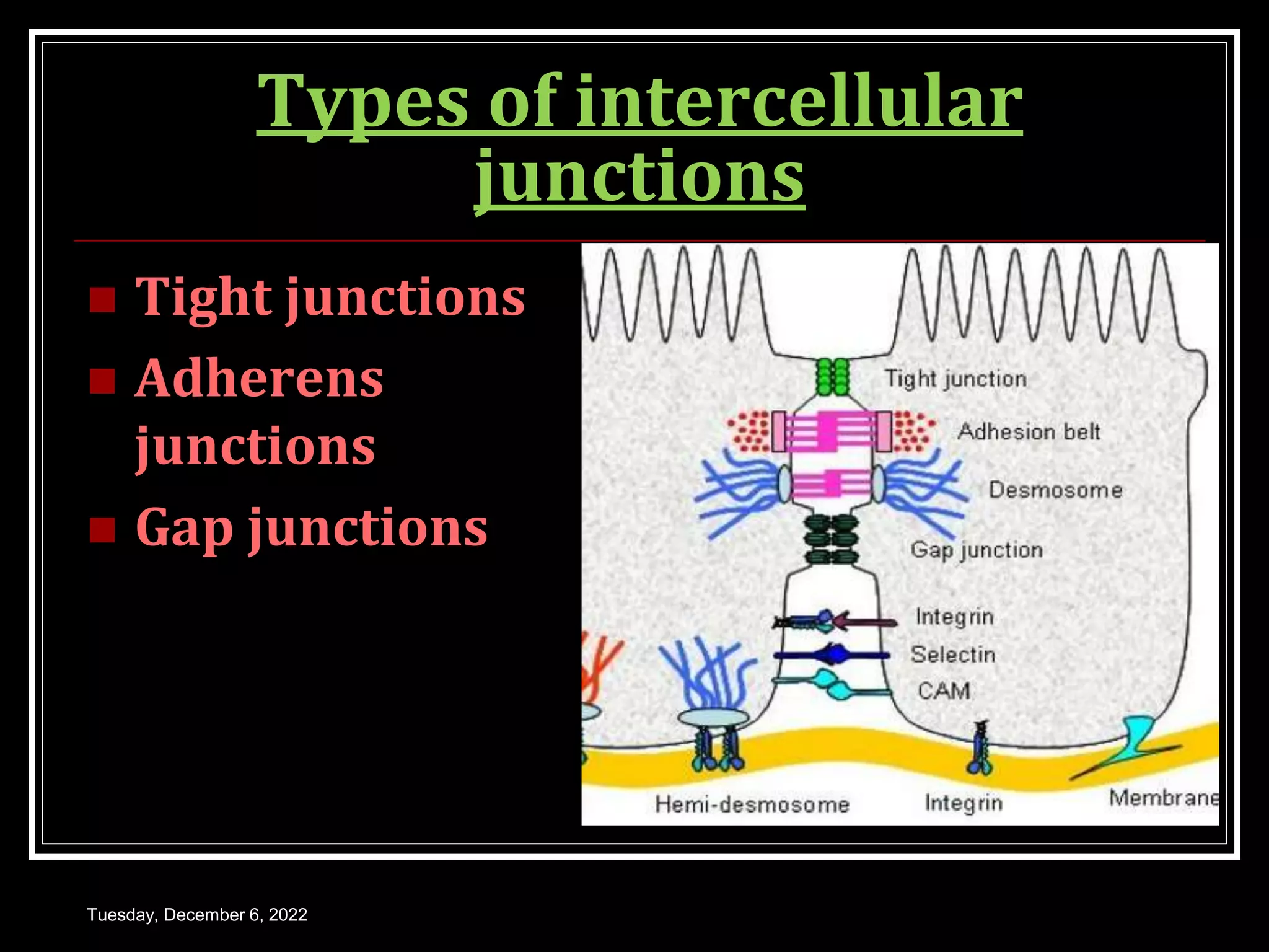 CELL JUNCTIONS.pptx