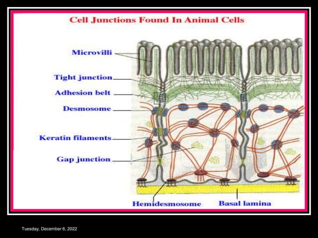 CELL JUNCTIONS.pptx