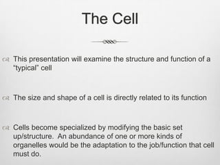 03 cell structure and function | PPT