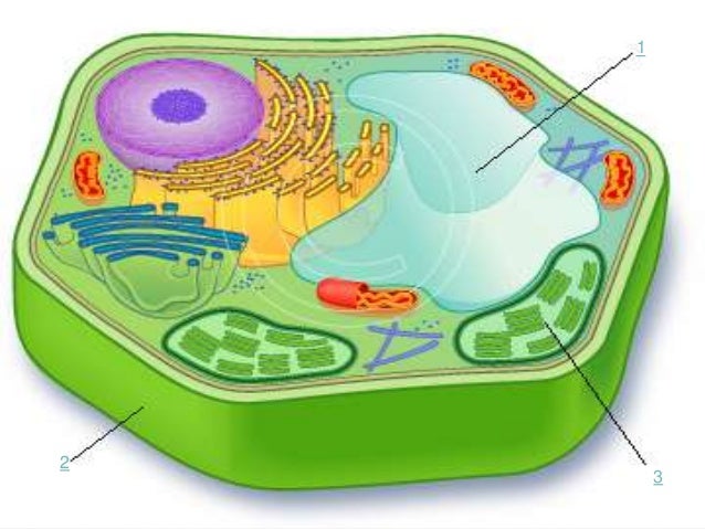 Animal Cell Wall Structure