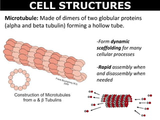 03 cell structures | PPTX