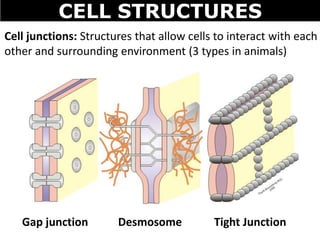 03 cell structures | PPTX
