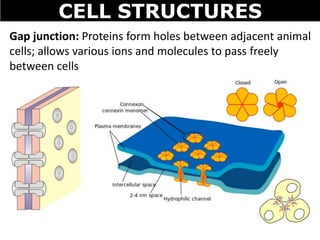03 cell structures | PPTX