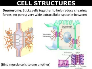 03 cell structures | PPTX