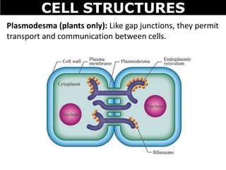 03 cell structures | PPTX