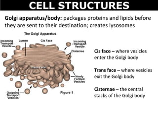 03 cell structures | PPTX