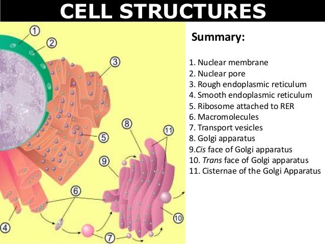 03 cell structures