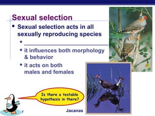 03 ch22selection2008print | PPT