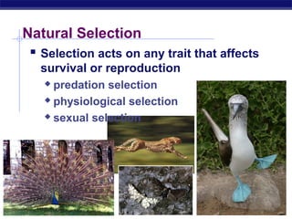 03 ch22selection2008print | PPT